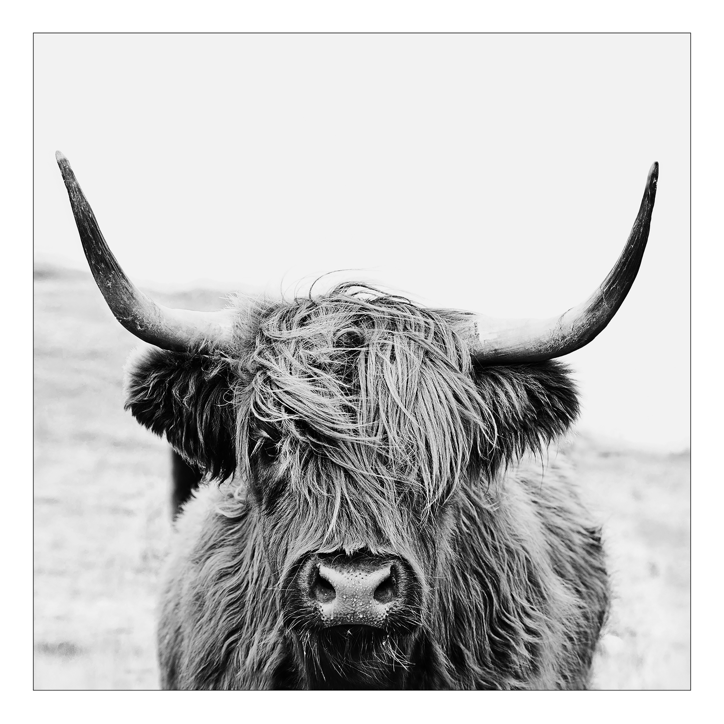 Glasbild Scott Highland Cattle kaufen | home24