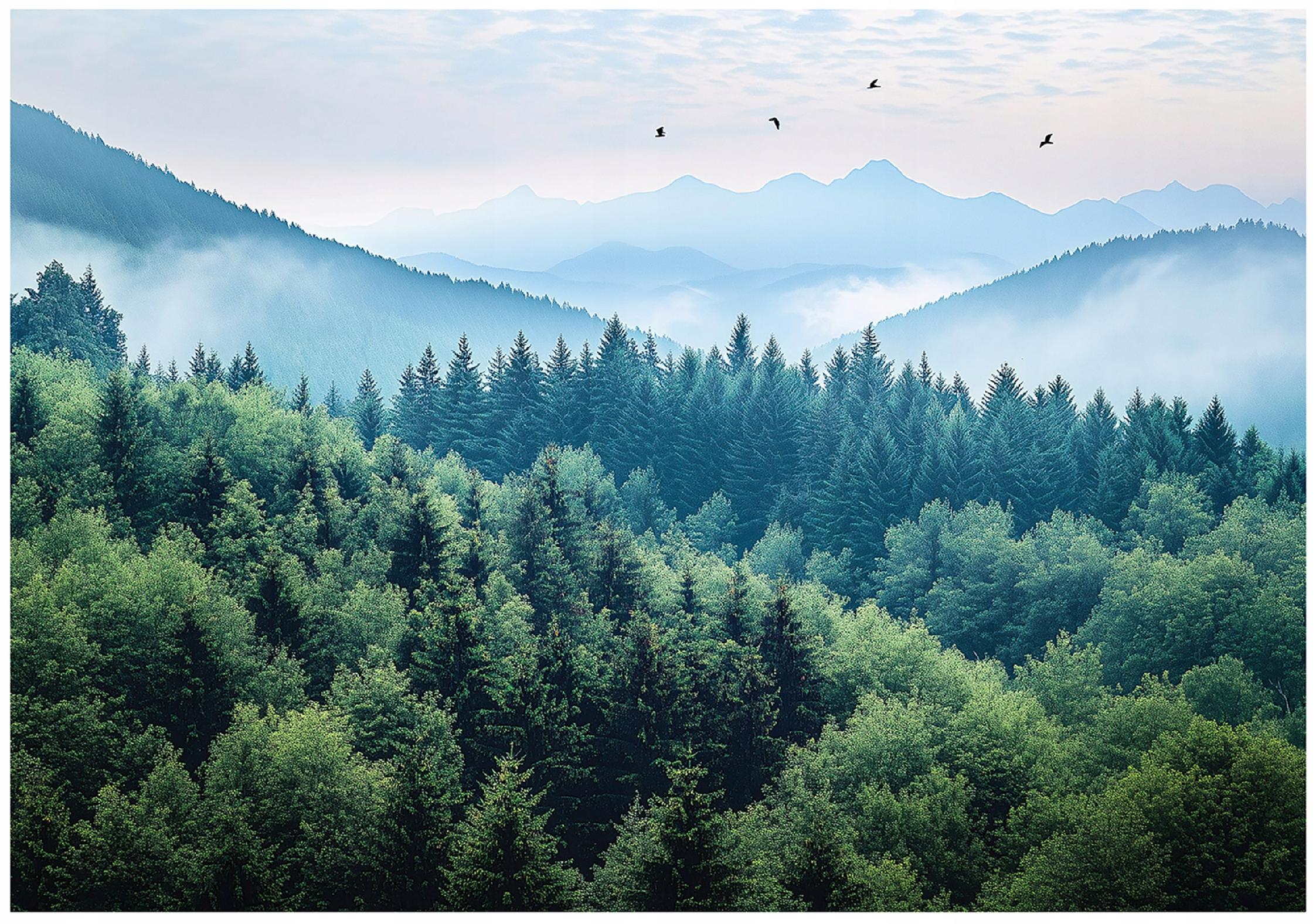 Fototapete 3D Effekt Wald Nebel Tapete kaufen | home24
