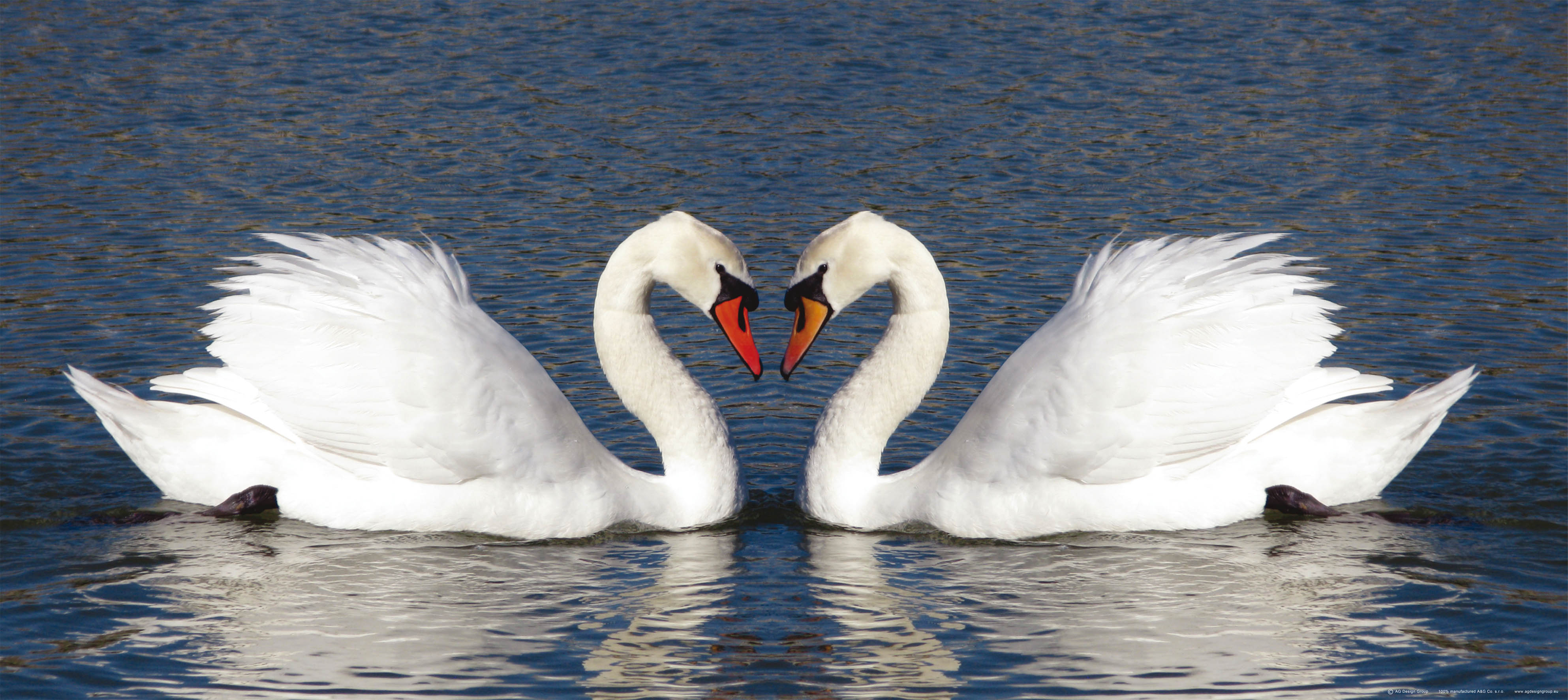 affiche cygnes | Je commande ! | home24