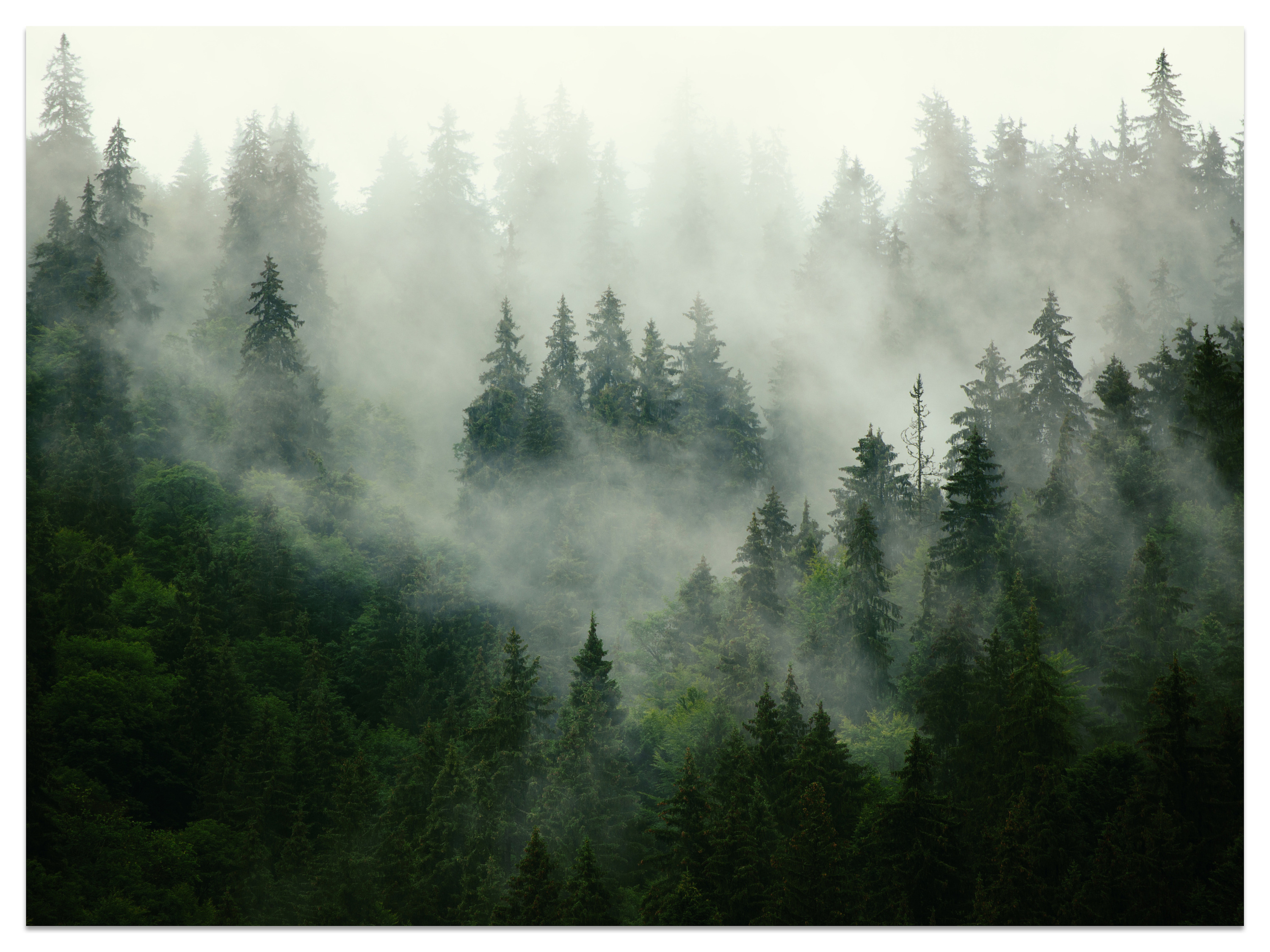 Wunderbar Fototapete Wald Nebel Ebenbild