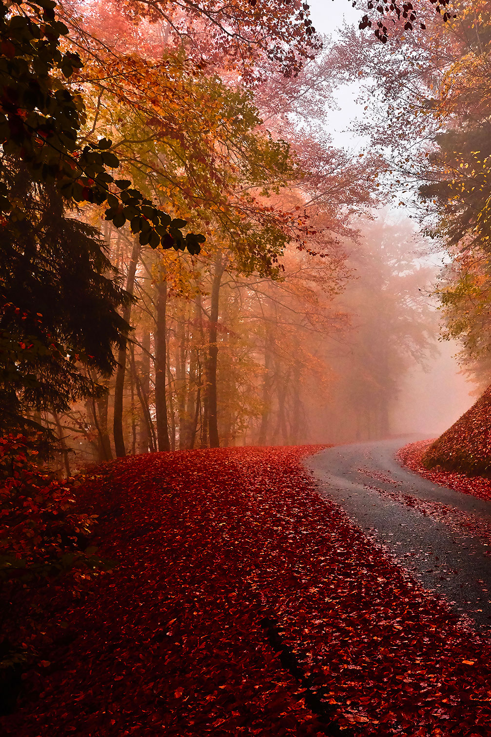 Tableau nature explosion automnale | Je commande ! | home24