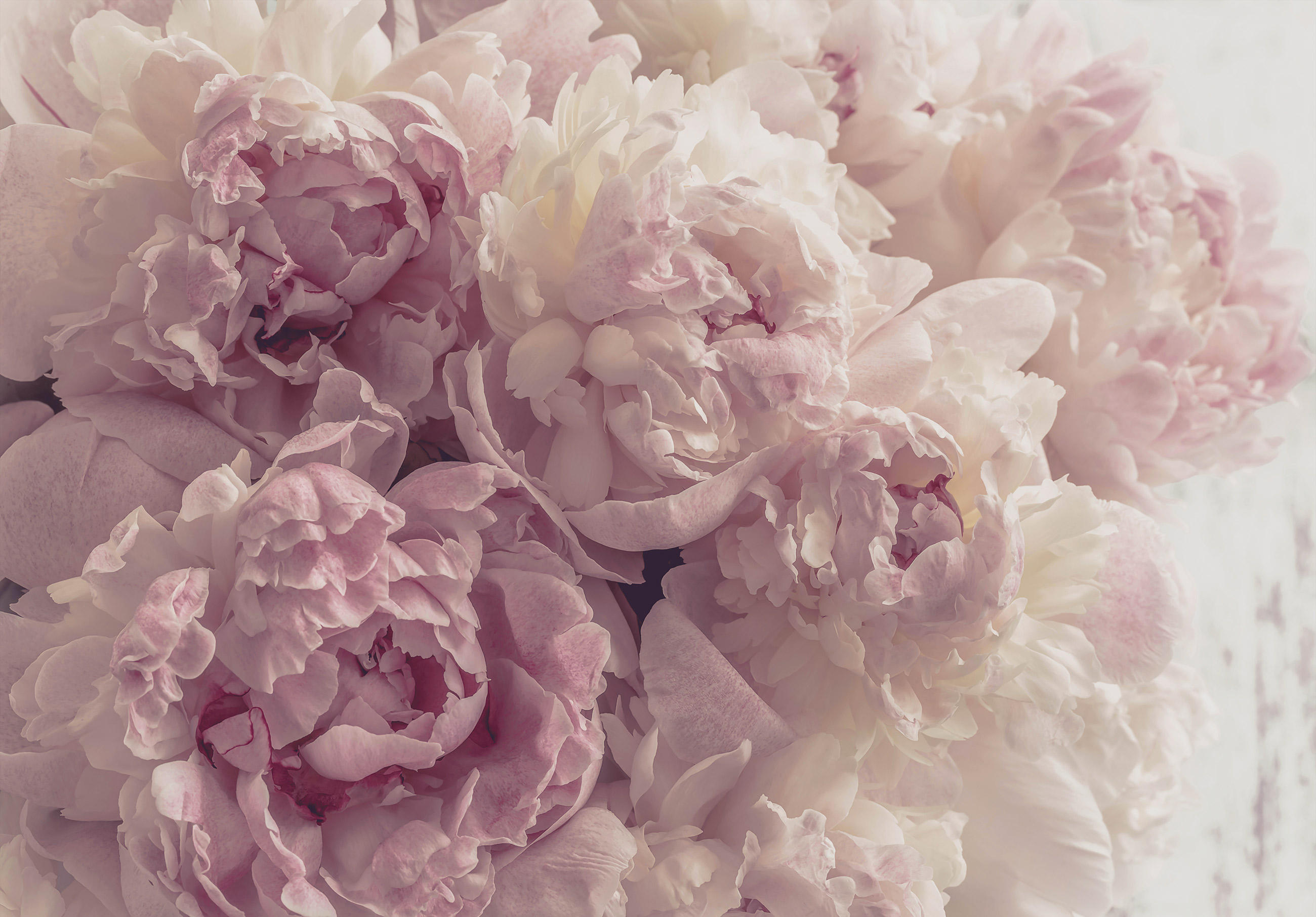 Vlies Fototapete Blumen Pfingstrosen kaufen | home24