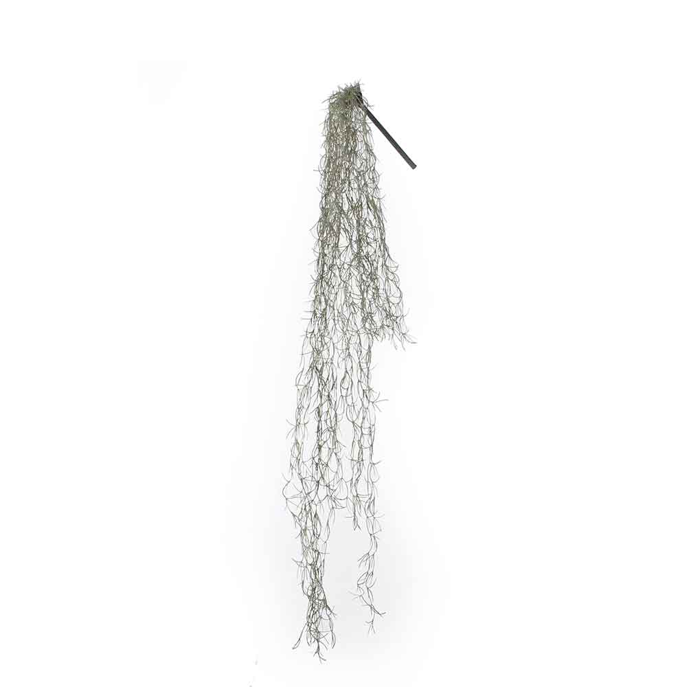 Plante Artificielle Tillandsia Je Commande Home24