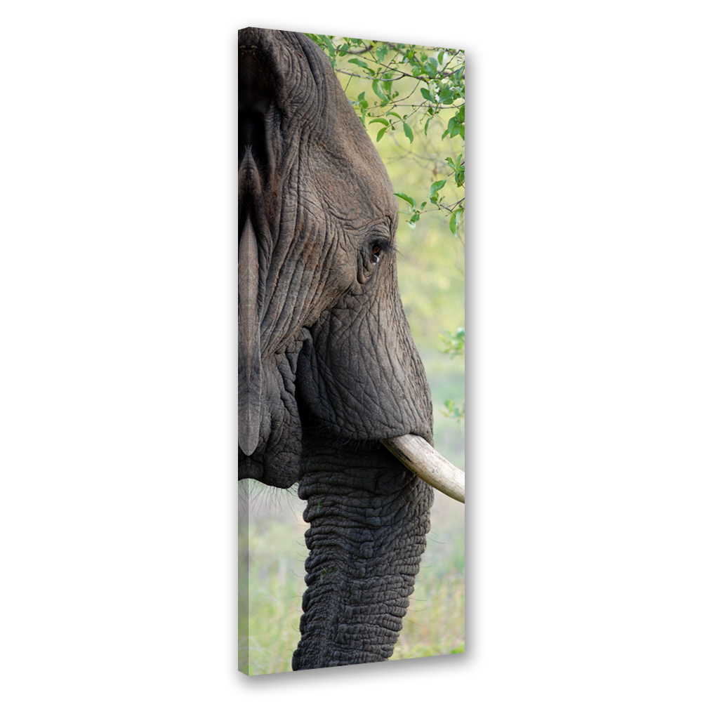 Wandbild elefant tier afrika kaufen | home24