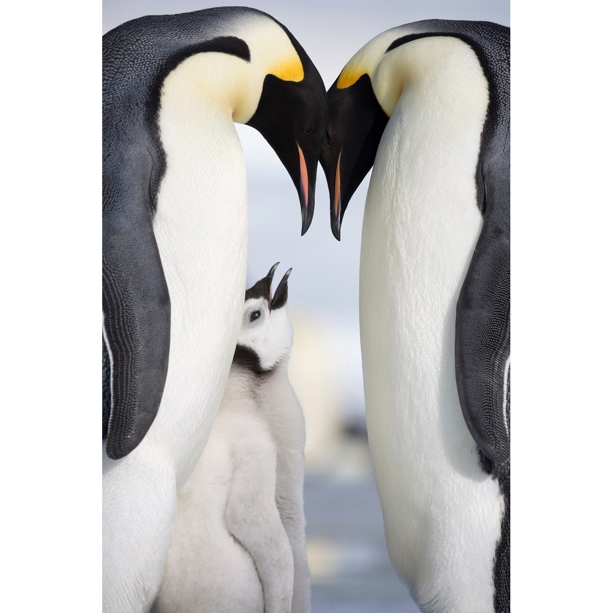 Tableau mural instant magique | Je commande ! | home24