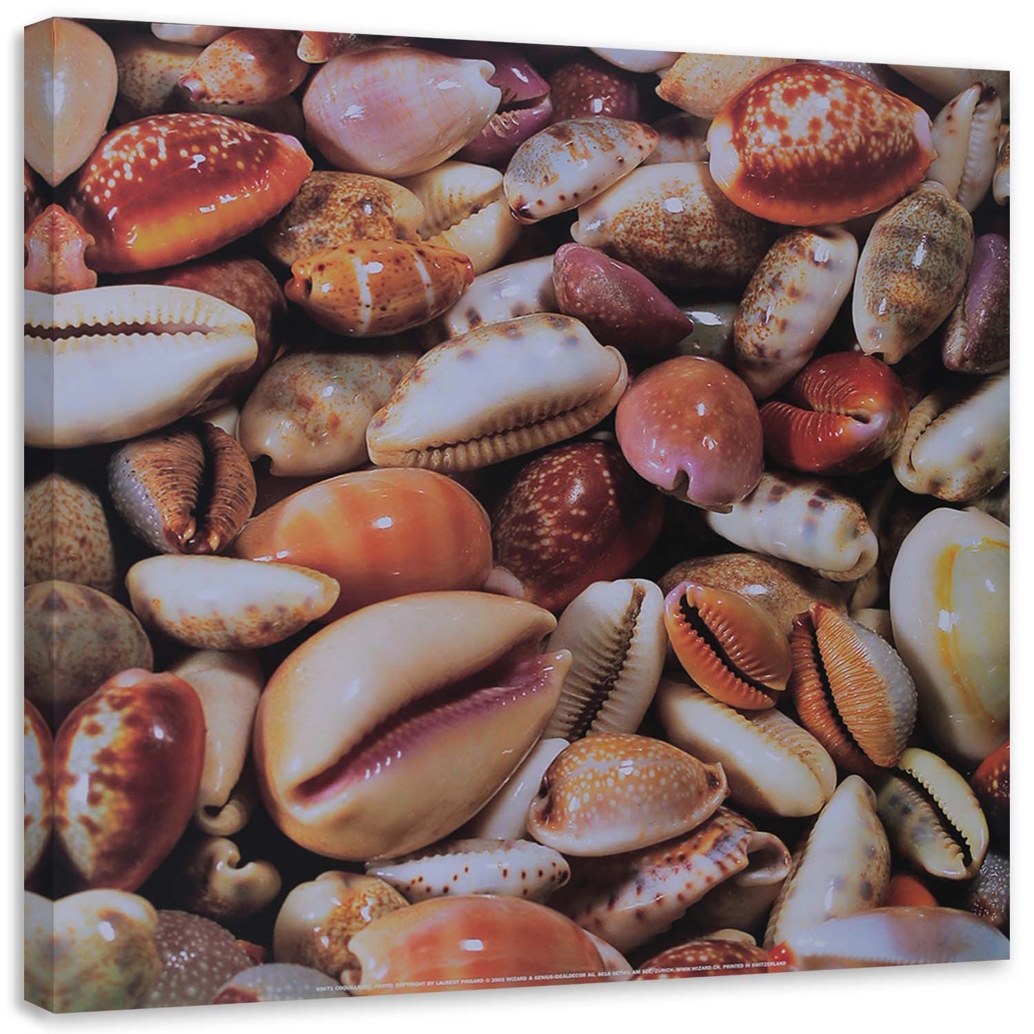 Wandbild kleine muscheln aus der nähe kaufen | home24