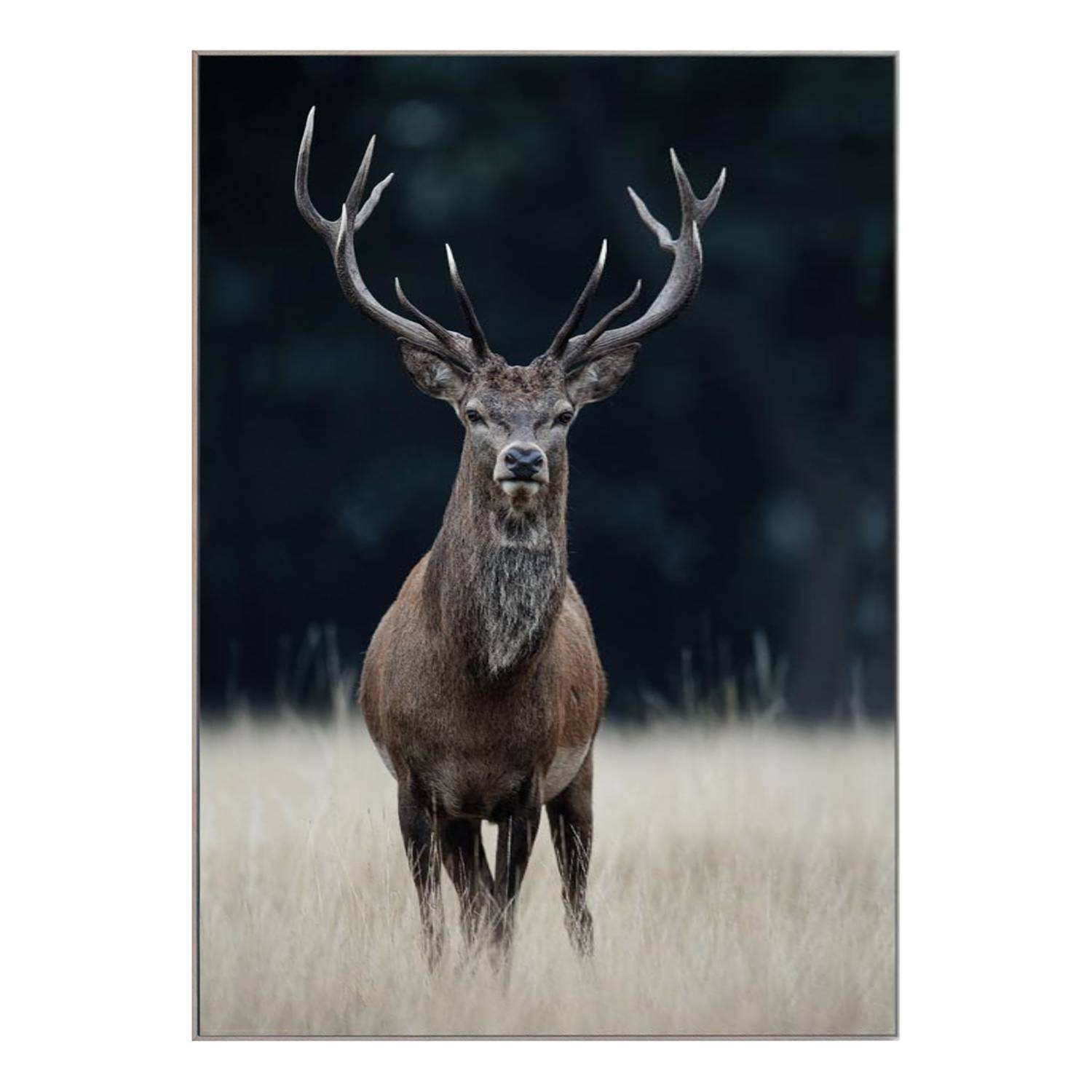 Bild Hirsch I kaufen | home24