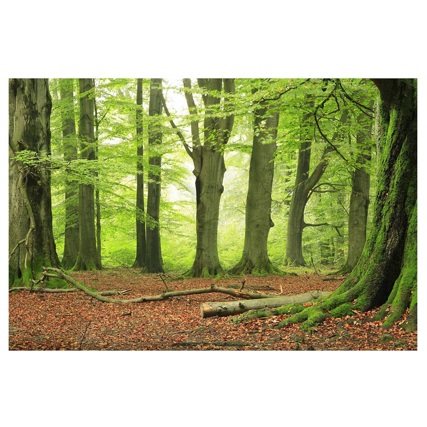 Vliestapete Mighty Beech Trees kaufen | home24