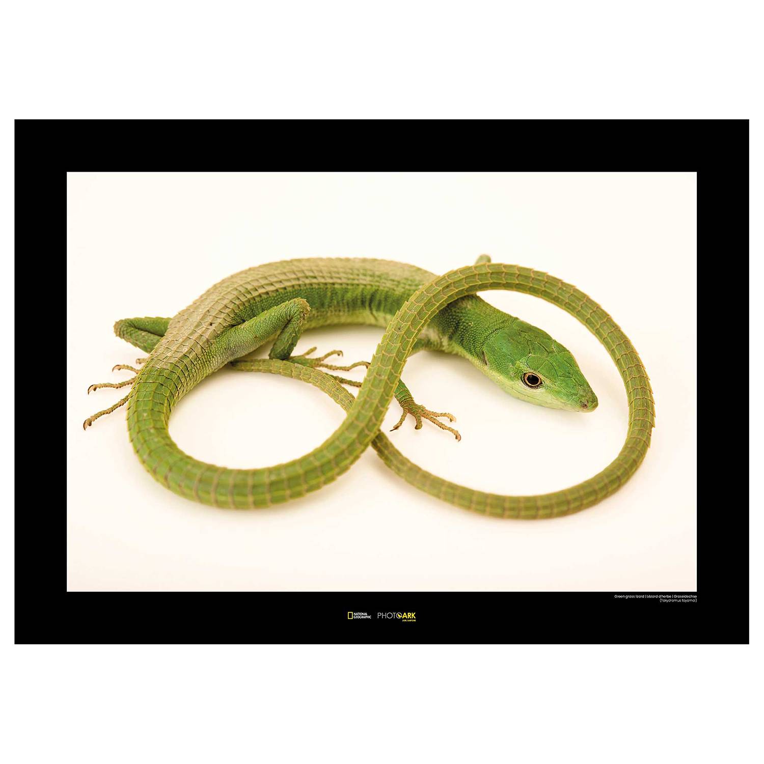Tableau déco Green Grass Lizard | Je commande ! | home24