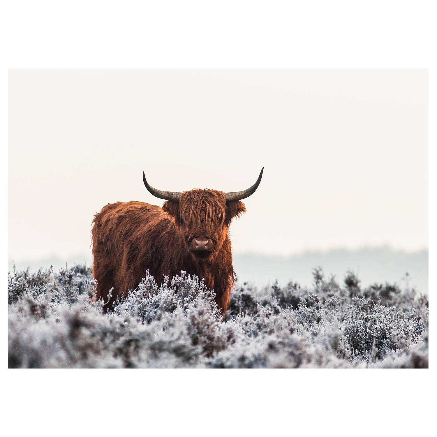Wandbild Highlander kaufen | home24