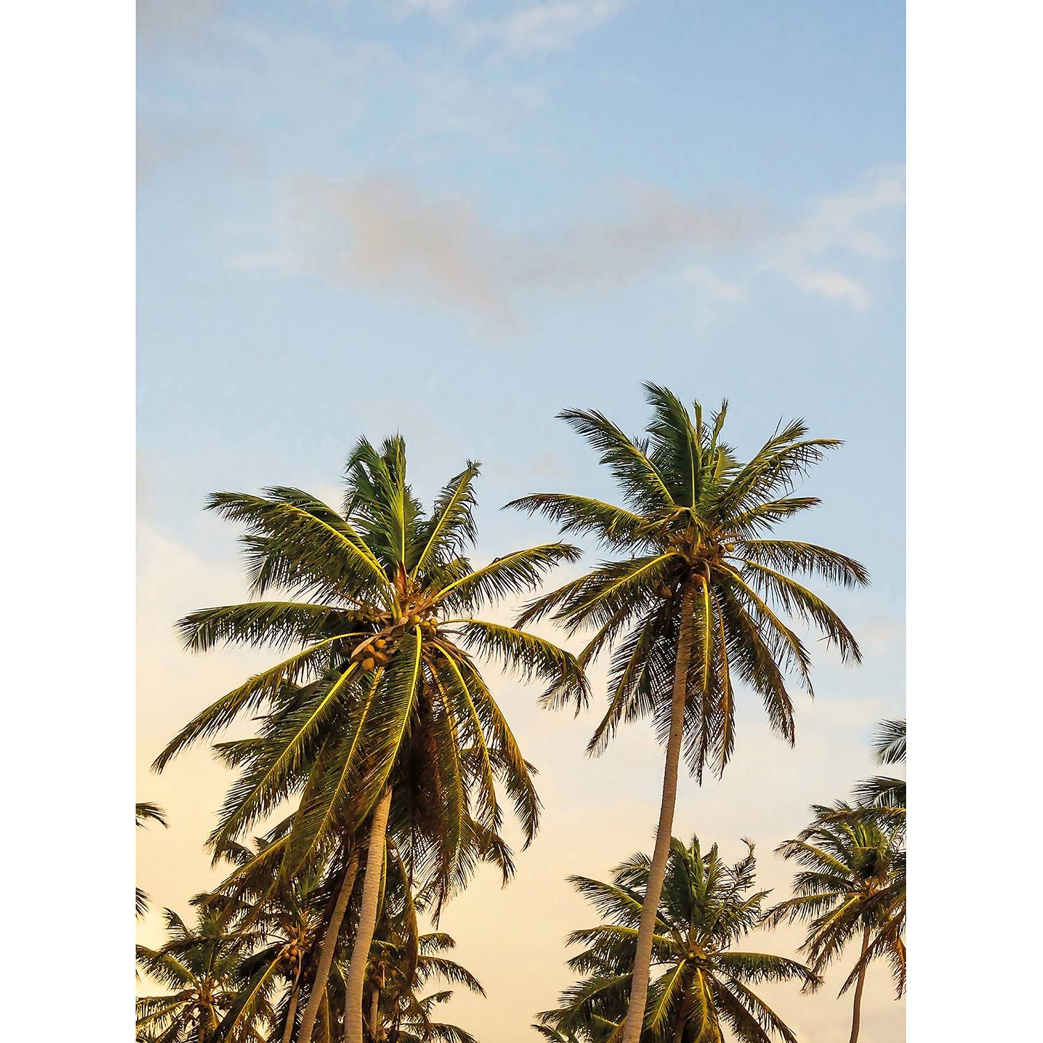 Papier peint Palmiers | Je commande ! | home24