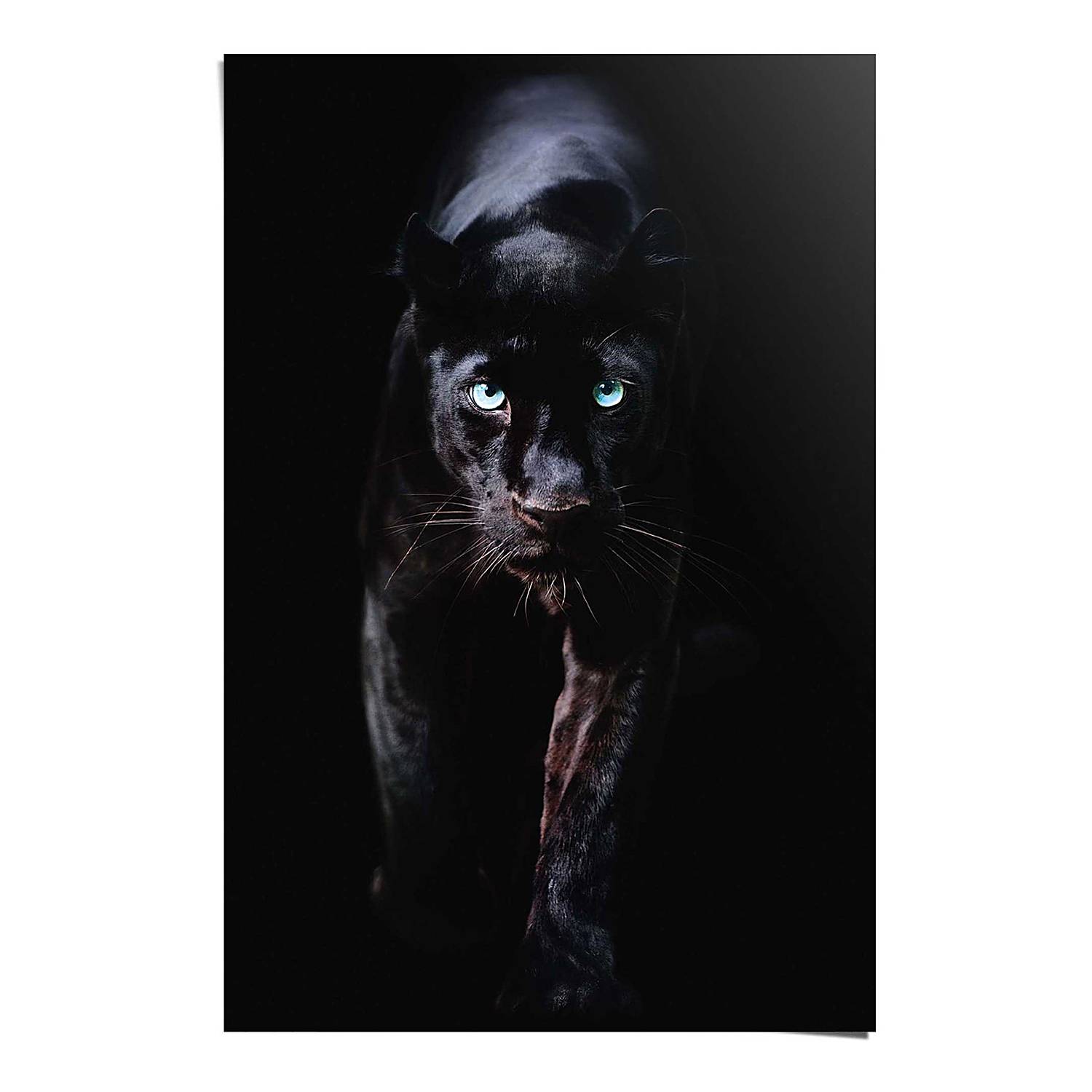 Poster Panthère noire | Je commande ! | home24