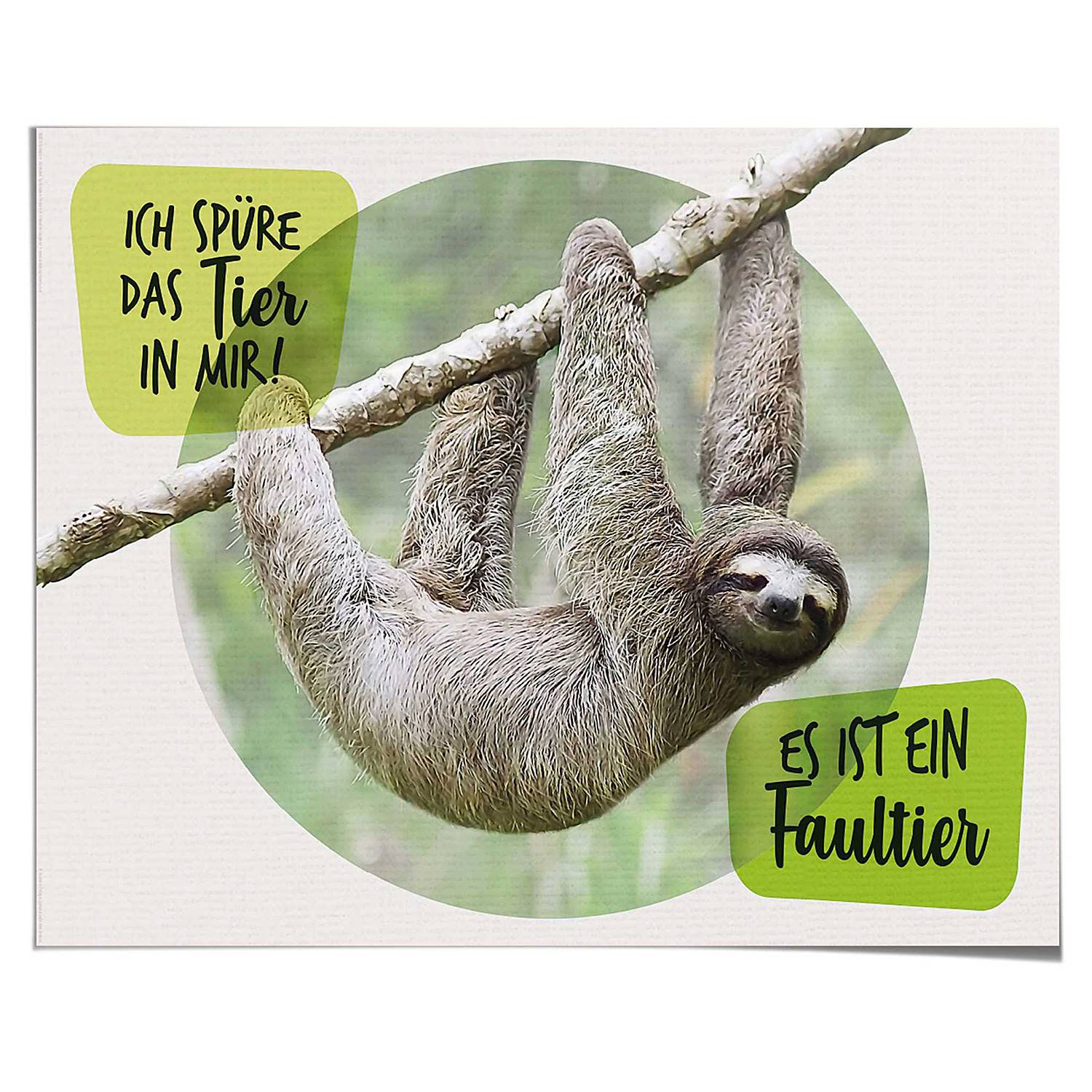 Poster Faultier kaufen | home24