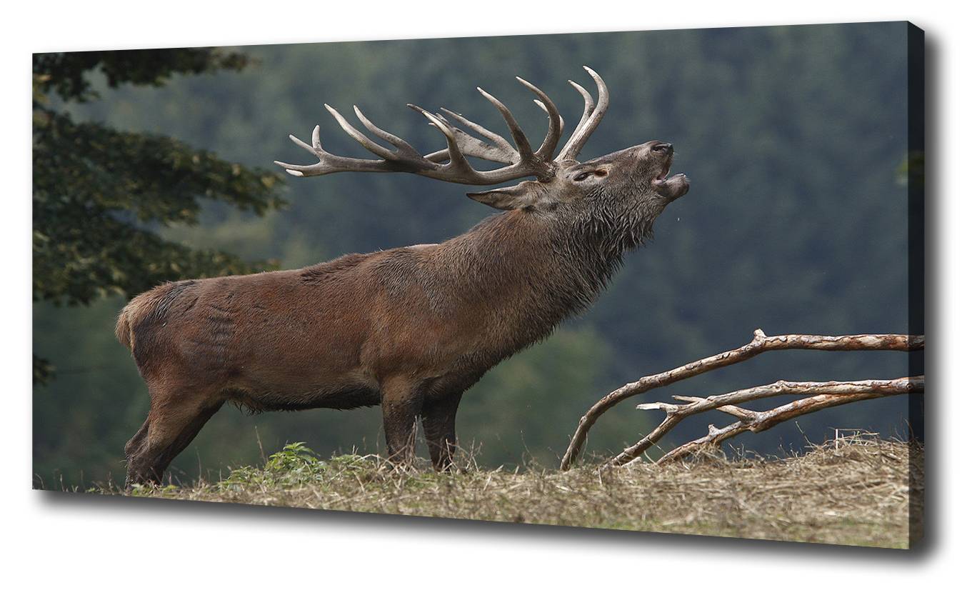 Wandbild Hirsch Hügel kaufen | home24