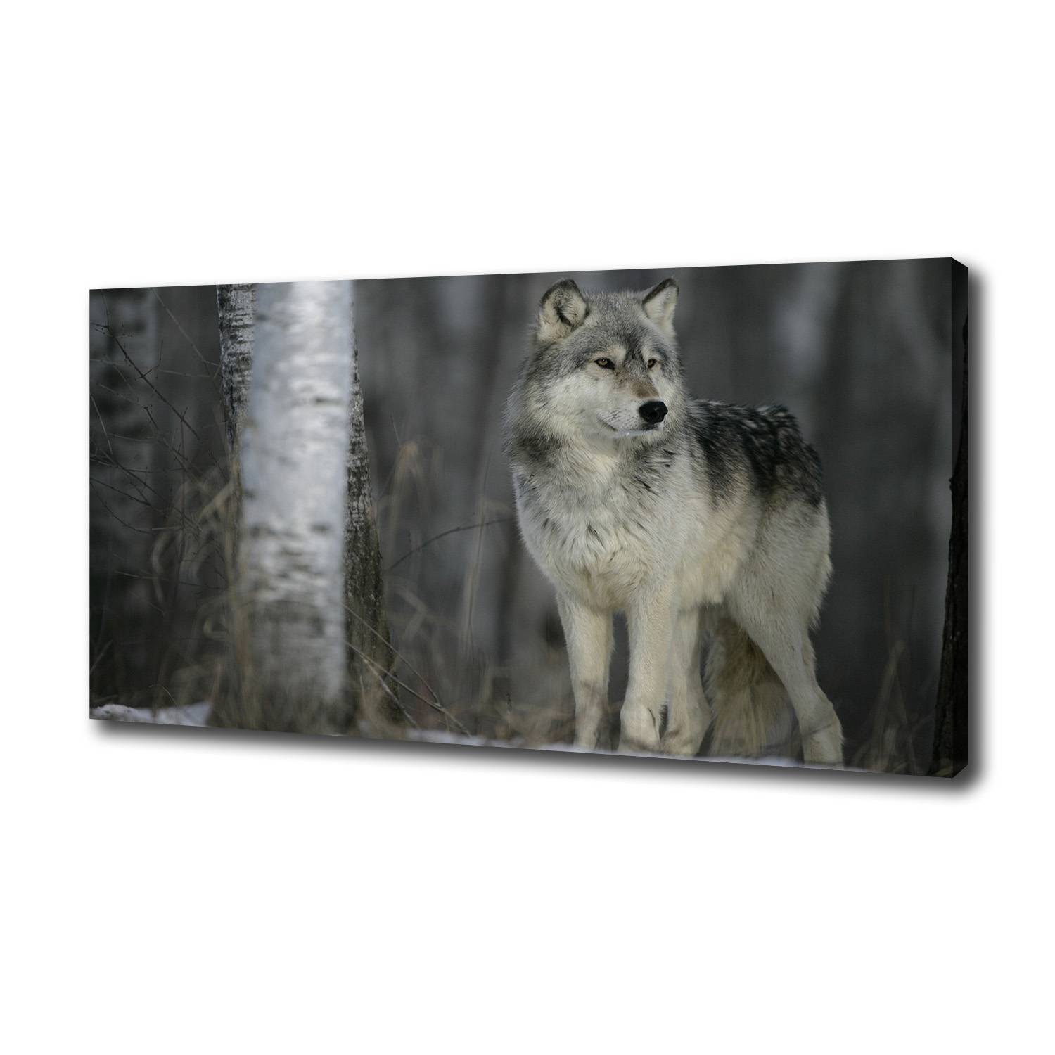 Wandbild Grauer Wolf kaufen | home24