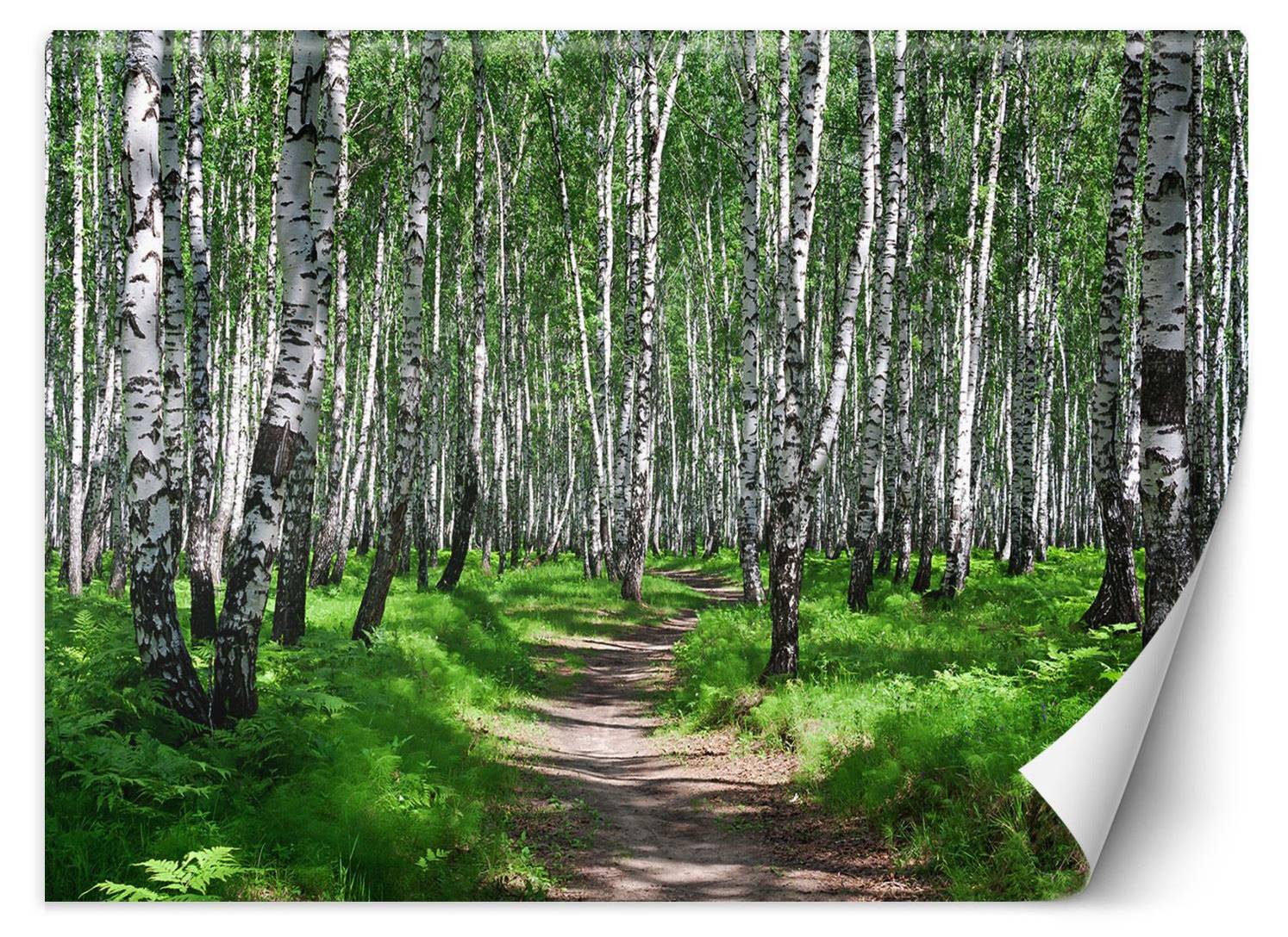 Fototapete Birkenwald Natur Pflanzen kaufen | home24