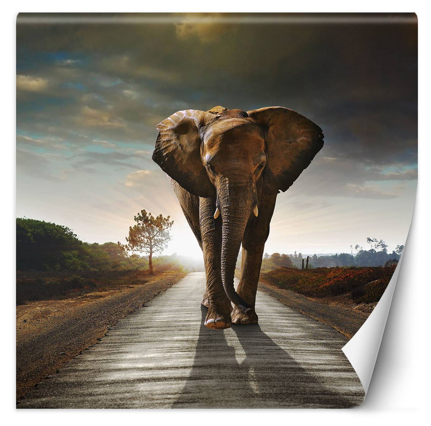 Fototapete Elefant Tier Weg kaufen | home24