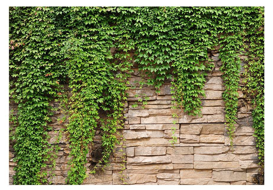 Fototapete Efeu Wand kaufen | home24